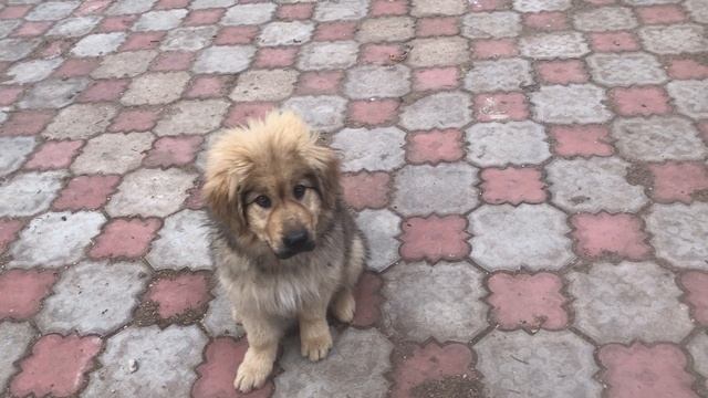 Скоро, совсем скоро Ленинградские Белые ночи. Мы с тибетскими мастифами их очень ждём !