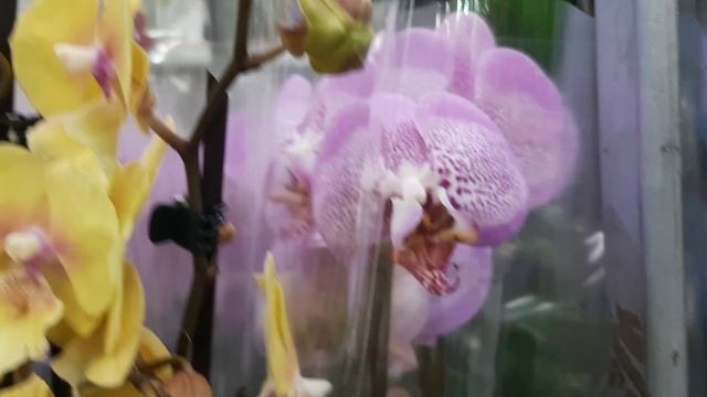 Обзор орхидей в садовом центре Флорэвиль г. Москва.mp4