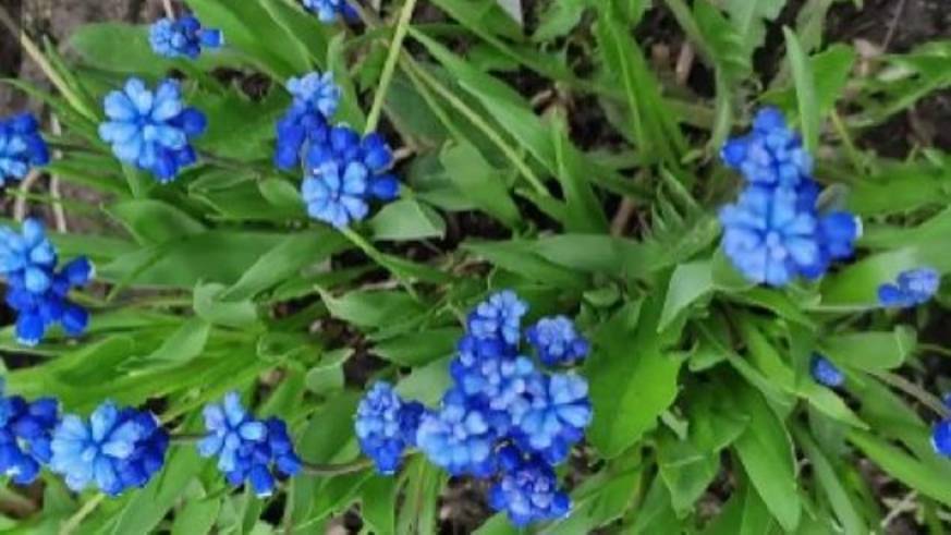 Здравствуй синий первоцвет.