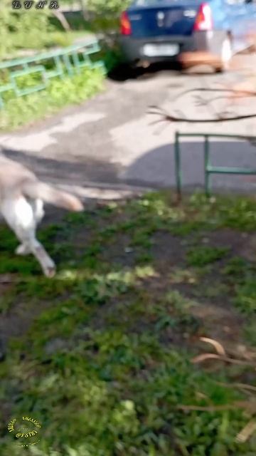 Зелень зеленая