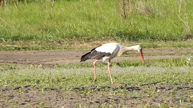 Аист семейка