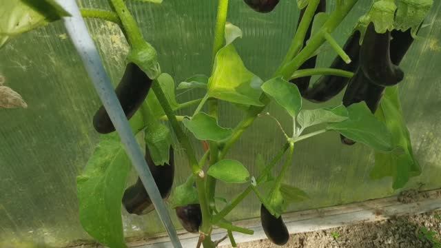 Открытие сезона_ новый для меня сорт баклажанов поразил своей урожайностью и неприхотливостью, обзор