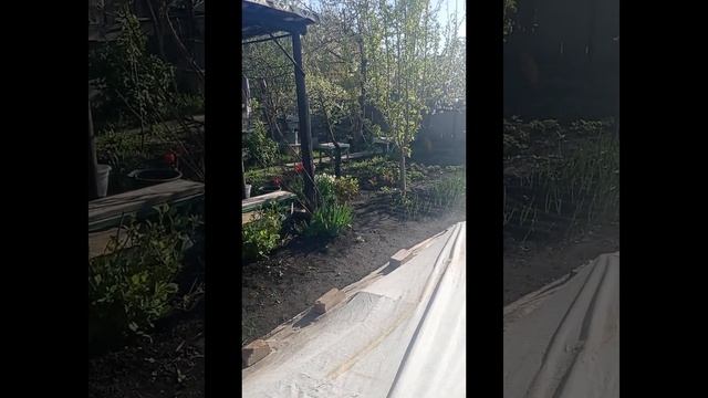 Наш сад 5 мая 2025