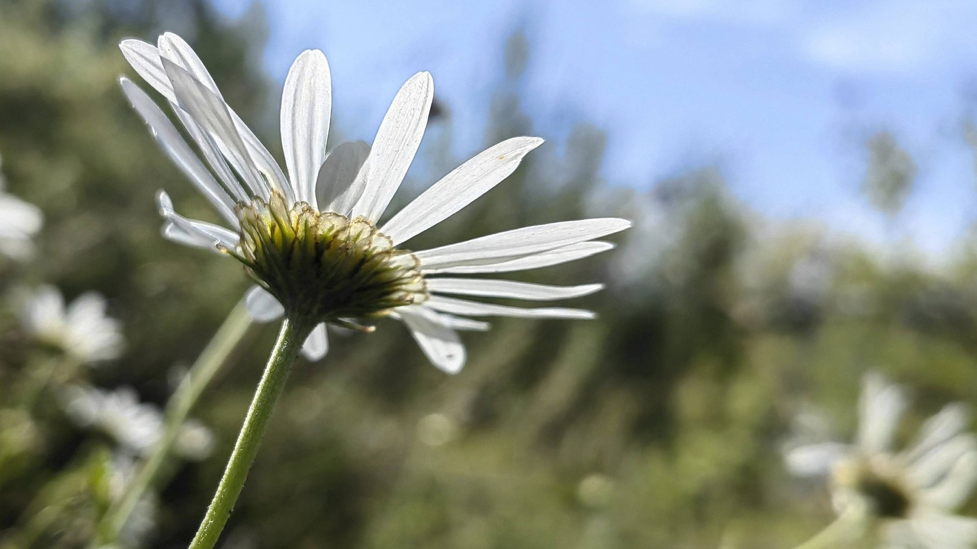 ХАМАР ДАБАН   ОЗЕРО ЛЕСНАЯ СКАЗКА