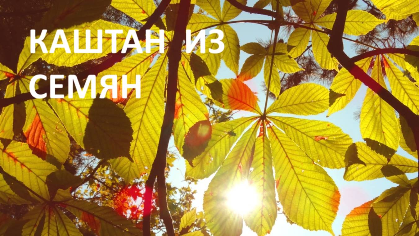 Как  вырастить каштан - каштану из семени 4 года.