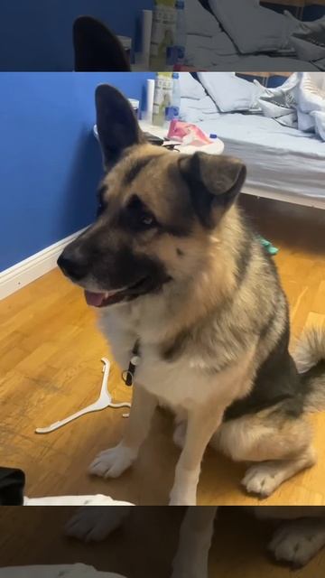 Вук и мороженое