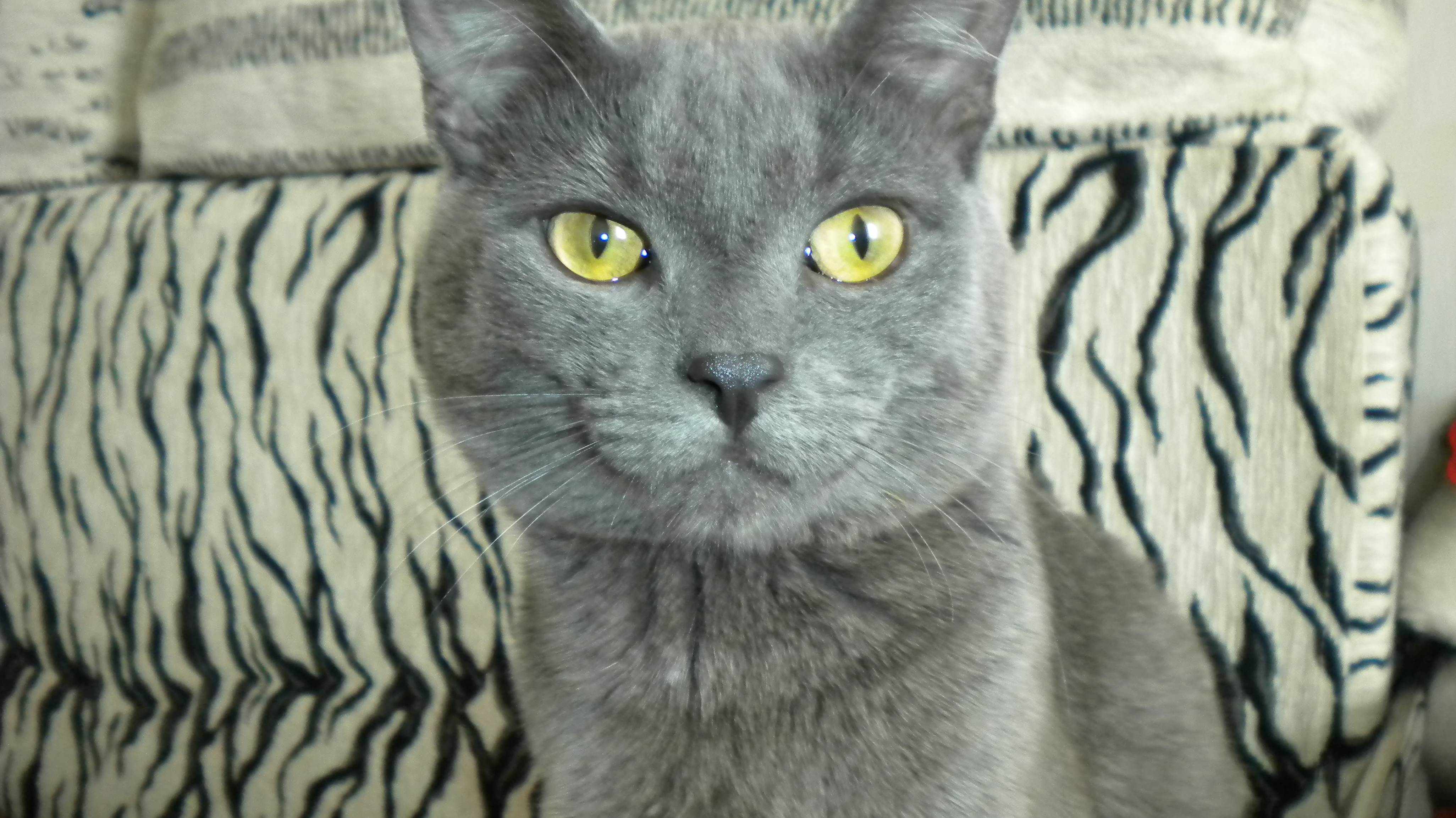 Si-souvat Тишка_5