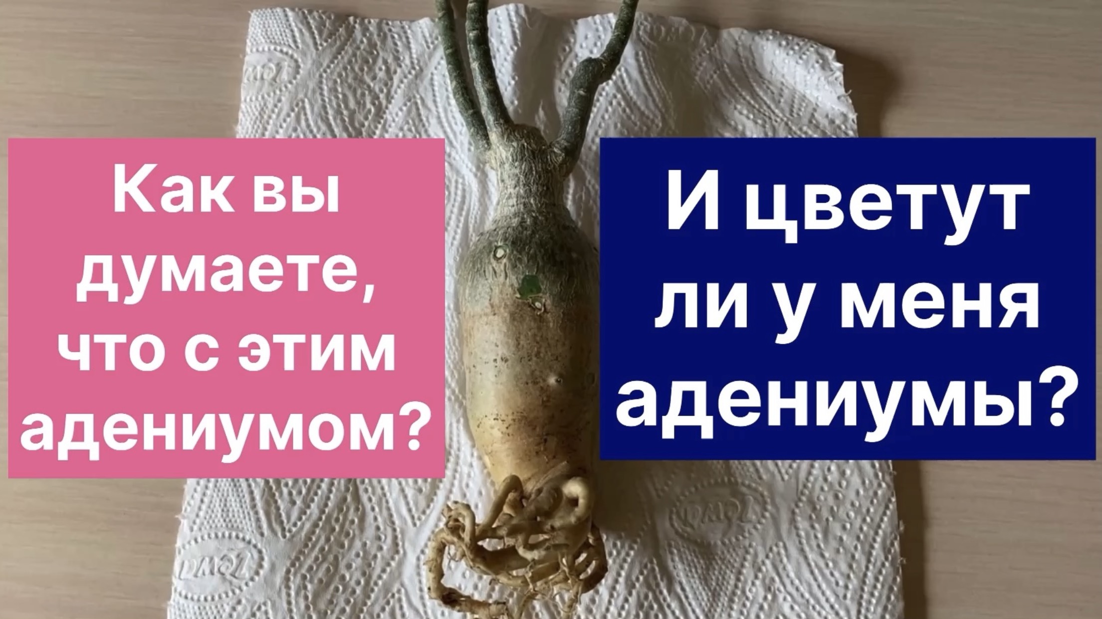 Адениум разделся догола потому что… Весна пришла начинается цветение. 5 мая 2025 г.