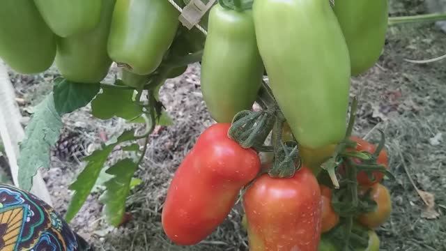 Томат Дрова поразил количеством сладких красивых плодов