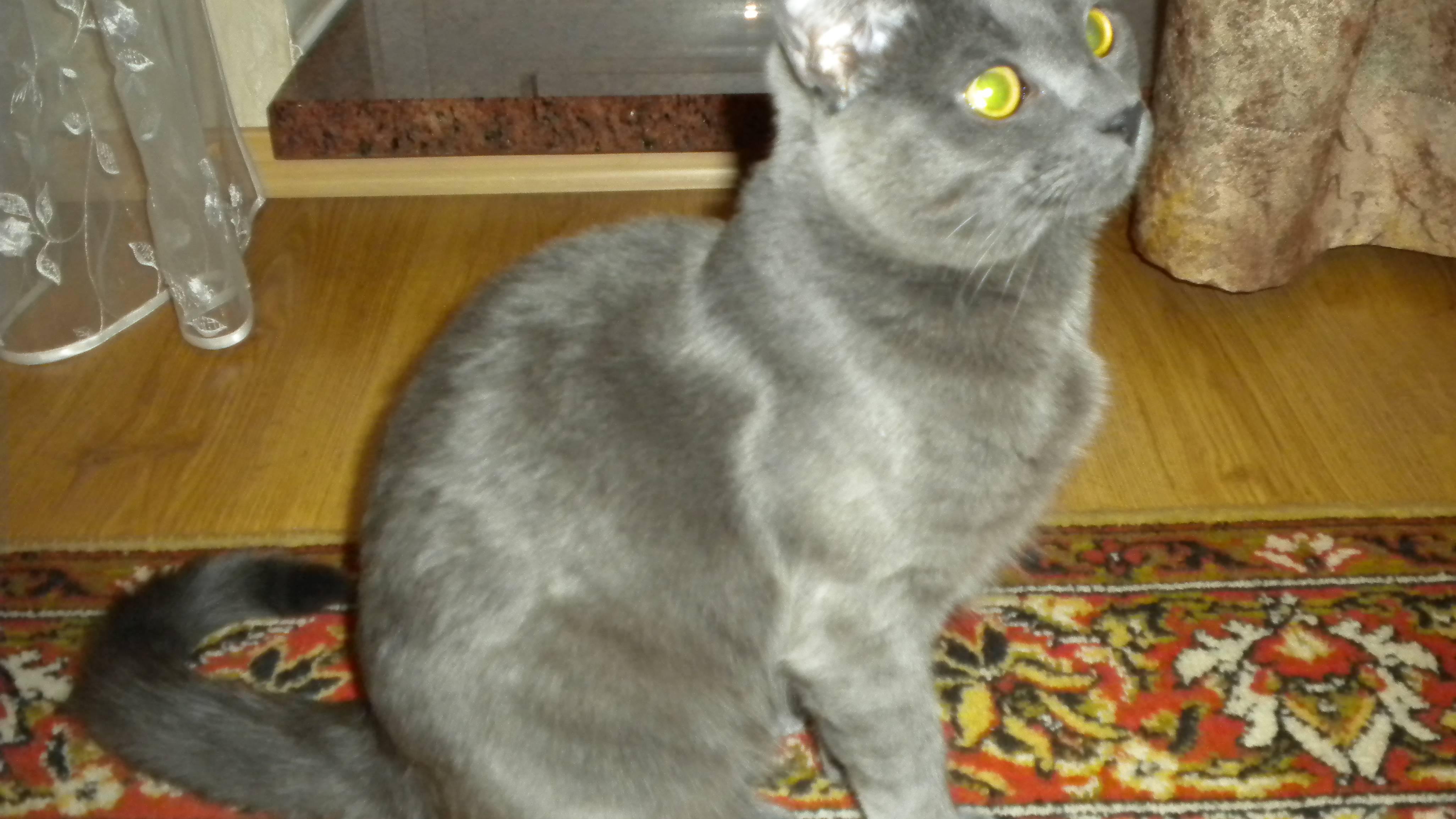 Si-souvat Тишка_4