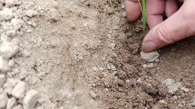 Высаживаю лук порей в открытый грунт