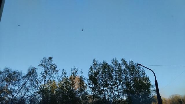 Крылатые хищники 😎