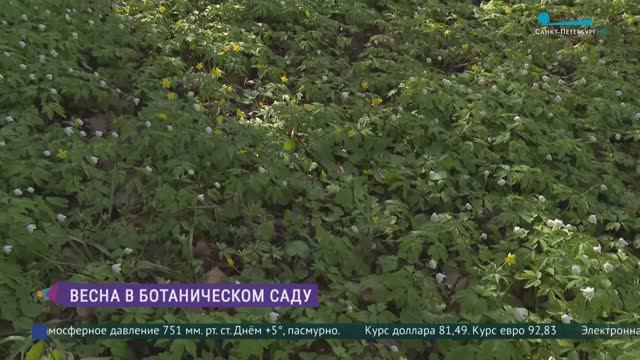 Весна в Ботаническом саду Петербурга