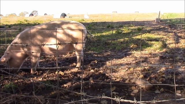 Звук свиньи, хрюканье свиньи