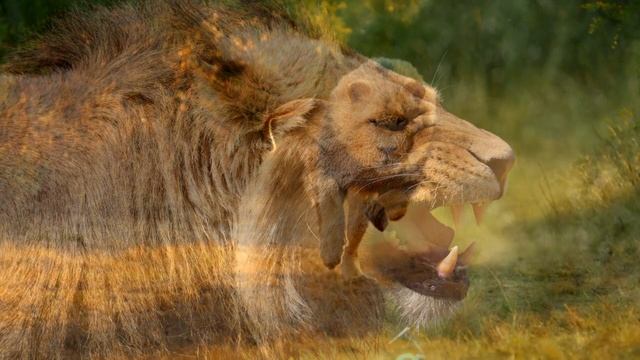 Звук льва, рычание льва