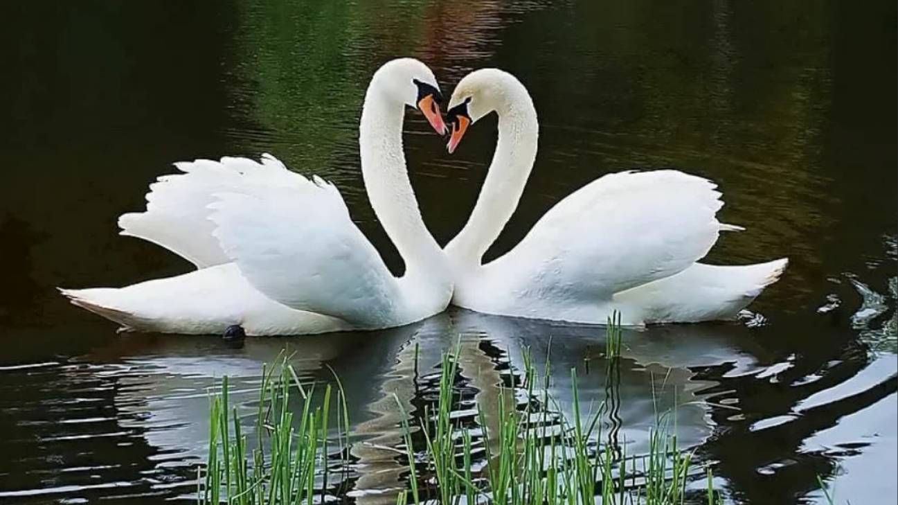 Лебединная любовь верная - Раиса Щербакова