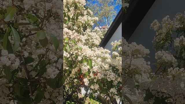 Фотиния ,шикарное цветение 🌸