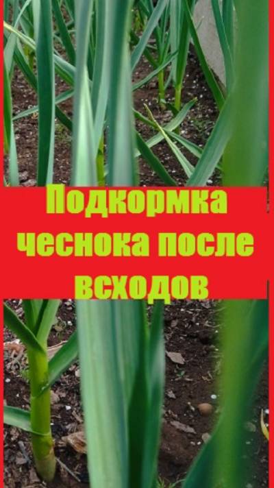 Что делать после всходов чеснока, чтобы увеличить урожай