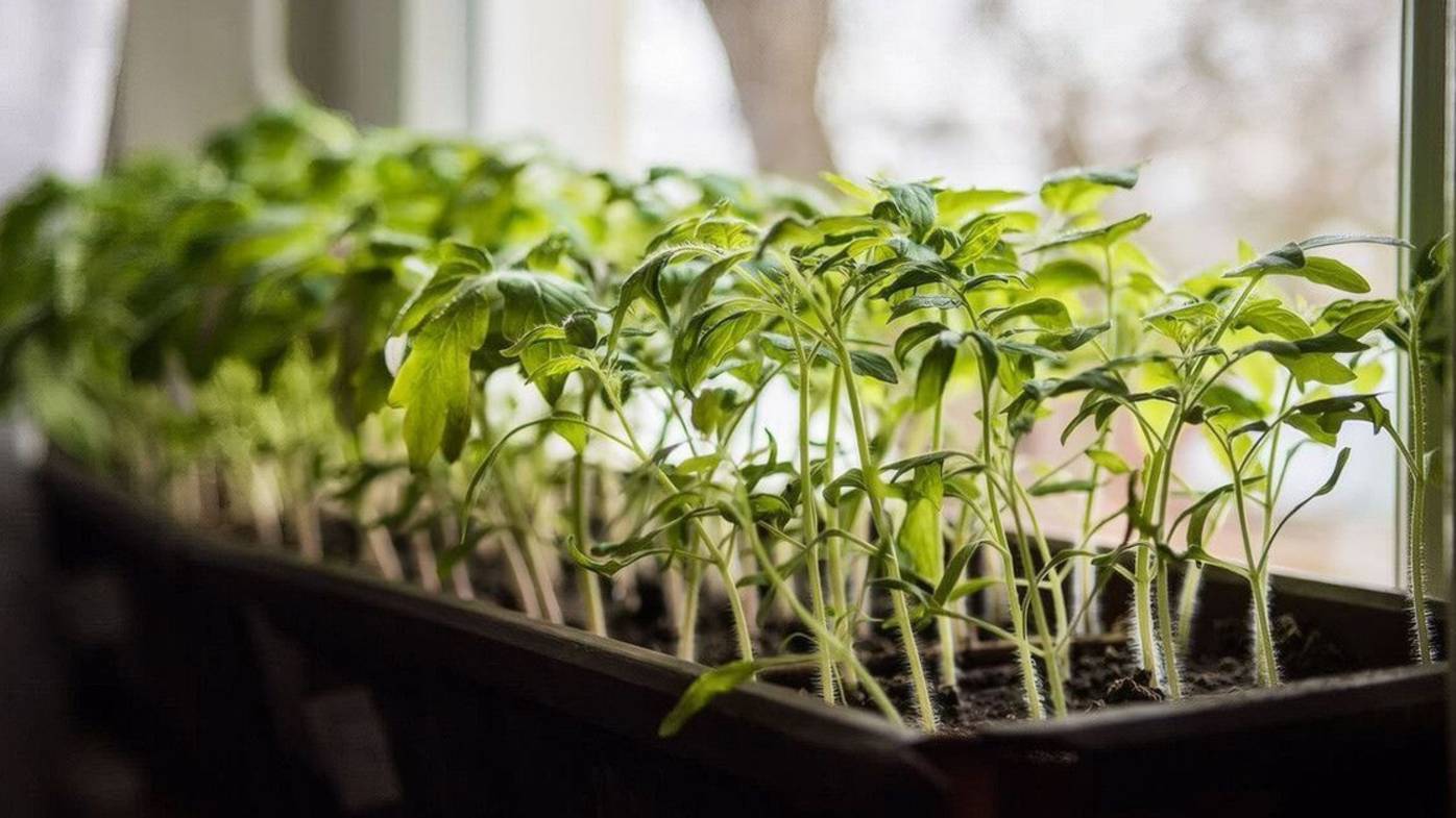 Моя рассада для посадки в теплицу