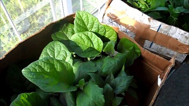 Перевожу рассаду