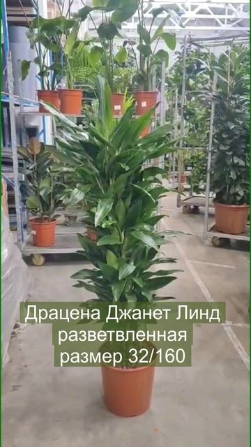 Драцена Джанет Линд разветвленная - отбираем для вас лучшие растения!