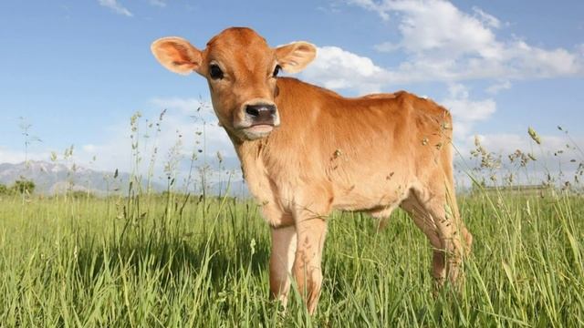 Звуки Теленка. Как Говорит Теленок. Мычание Теленка