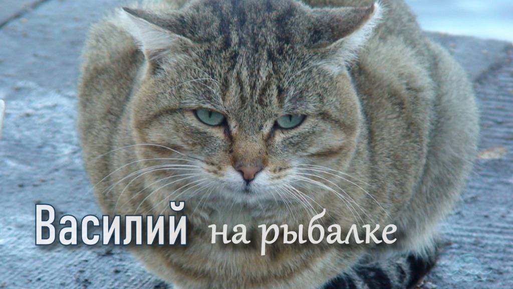 Заядлый Рыбак-кот Василий !!!🐡 #озеро #рыбалка