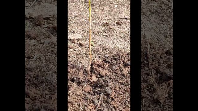 Распаковка саженцев персика и абрикоса с ВБ