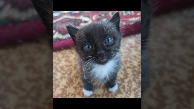 Наш котик Глазосверк.mp4