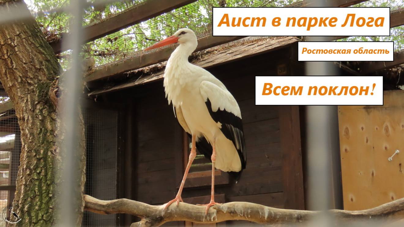Белый аист кланяется, перелетает, чистит перья. Парк Лога, Ростовская область, 24.04.25