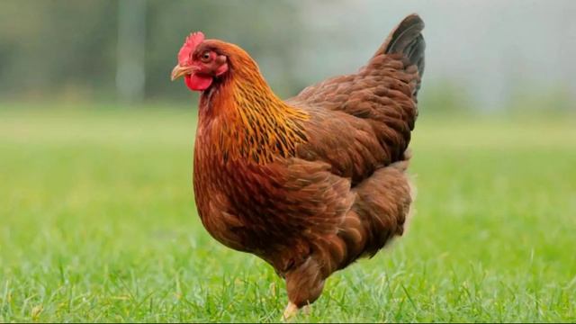 Звук Курицы. Как Говорит Курица. Курица кудахчет. Кудахтанье курицы. Голос Курицы