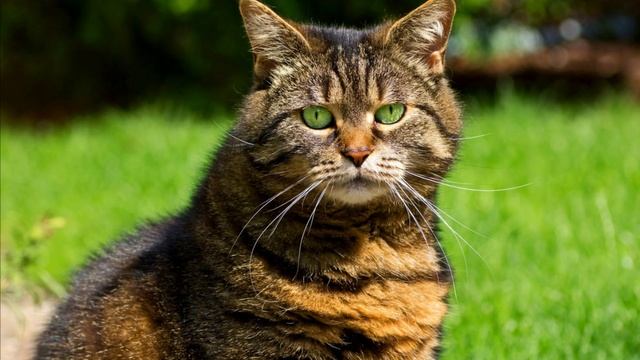 Мяуканье Кота, Кошки. КАК ГОВОРИТ КОШКА. Голос Кошки