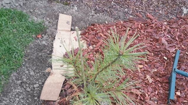 Весенние работы. Розы пострадали на ветру. 06.05.2025. Ленинградская обл.