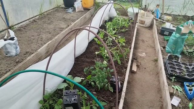 Высаживаю томаты в теплицу. Что добавить в лунку при посадке