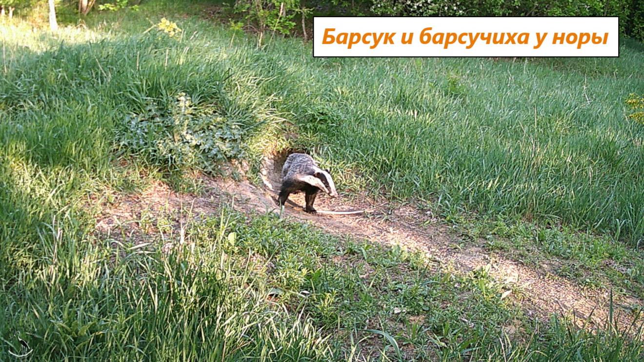 Барсучиха и барсук у норы. Самка - кормящая мать. Апрель 2025