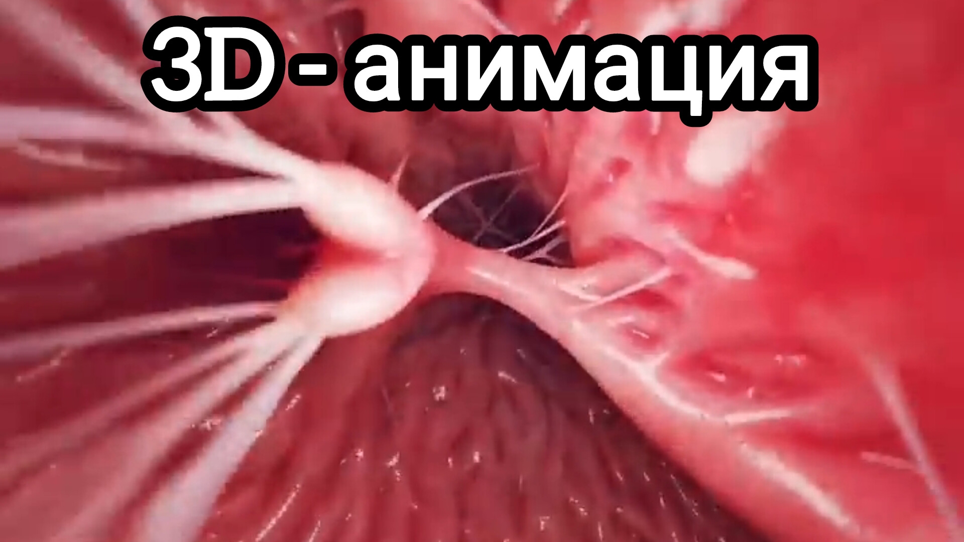 Трёхстворчатый клапан правого отдела Сердца❤ (3D-анимация)