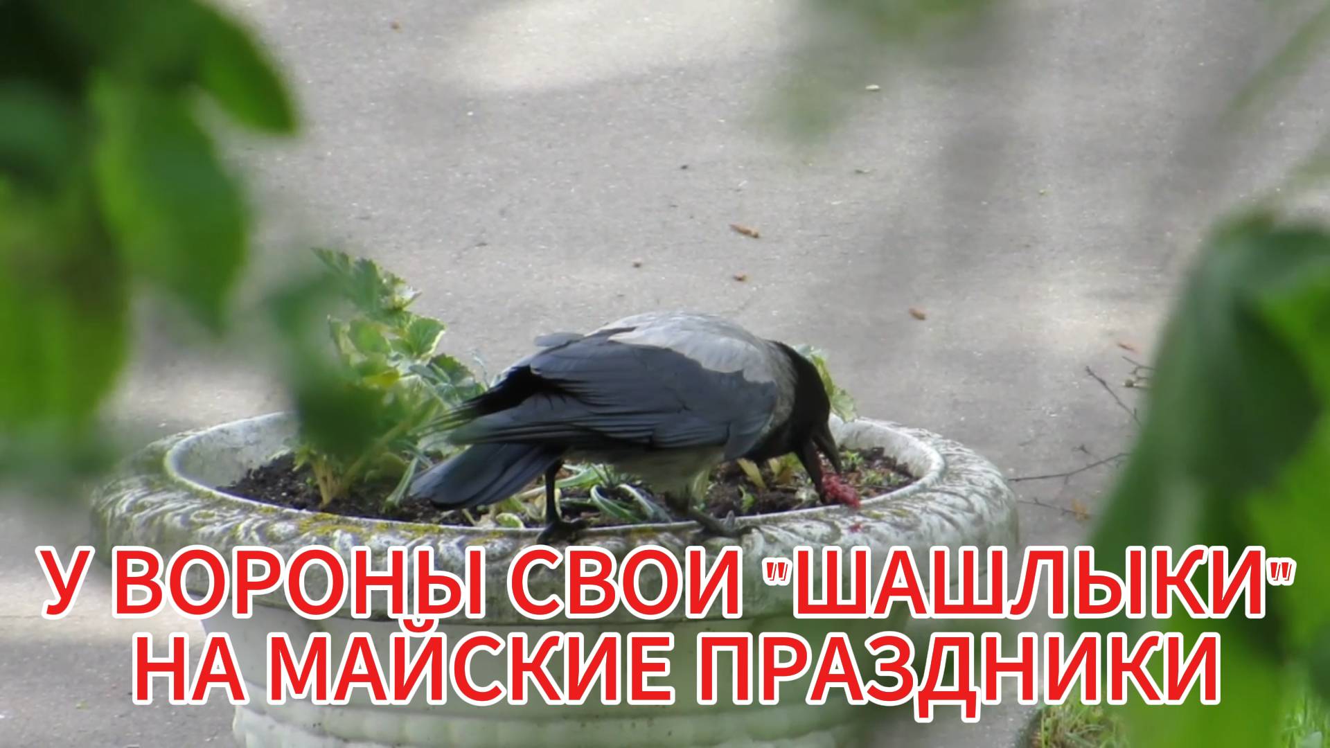У ВОРОНЫ СВОИ "ШАШЛЫКИ" НА МАЙСКИЕ ПРАЗДНИКИ