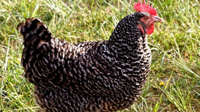 Звук курицы, кудахтанье курицы