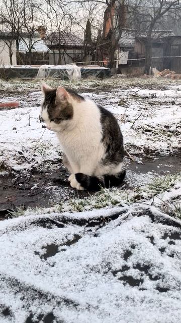 Кот на огороде зимой