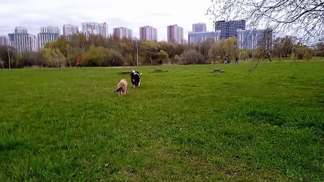 Вечерняя прогулка, май 25