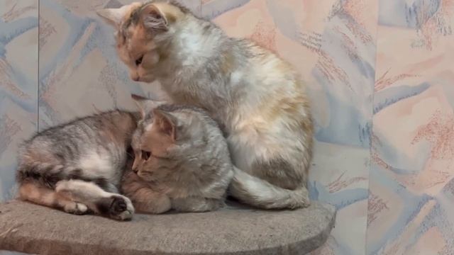 Утренние обнимашки и целовашки