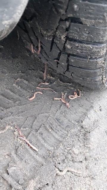 Дождевой червь