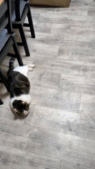 Кот полёживает колбаской