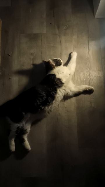 Барсик спит