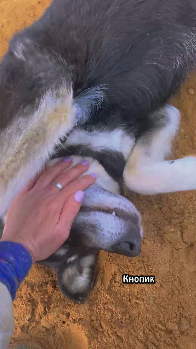 "Кто не знает Кнопика???" ❥ Приют в Малинках