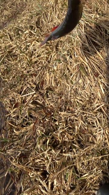 КРАСНОПЕРКА КОРМИТСЯ ПРИКОРМКОЙ! ЛОВЛЯ НА ПОПЛАВОК!