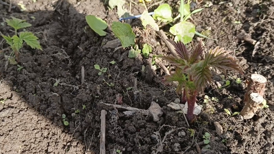Весенняя посадка малины. Суперподкормка, о которой молчат дачники ☝️