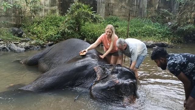 Купание слонов в питомнике слонов в Пиннавала. Шри Ланка. Как мы слона мыли)