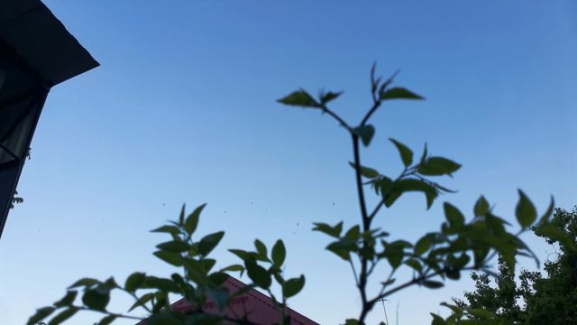 Зизифус вовсю отращивает листья. Начало мая