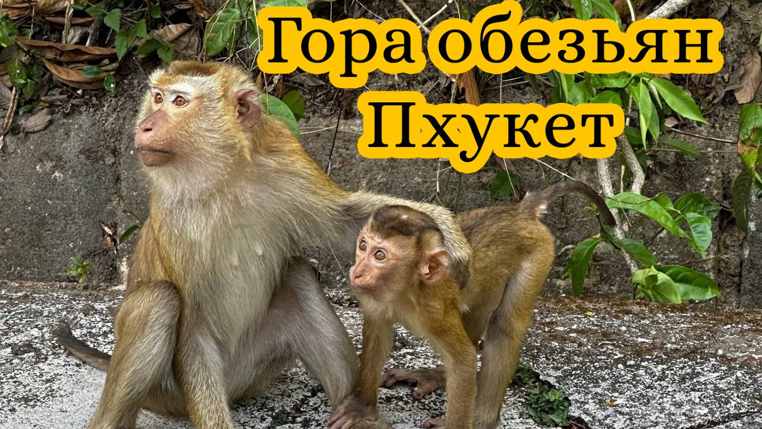 Гора обезьян в Тайланде Monkey Hill